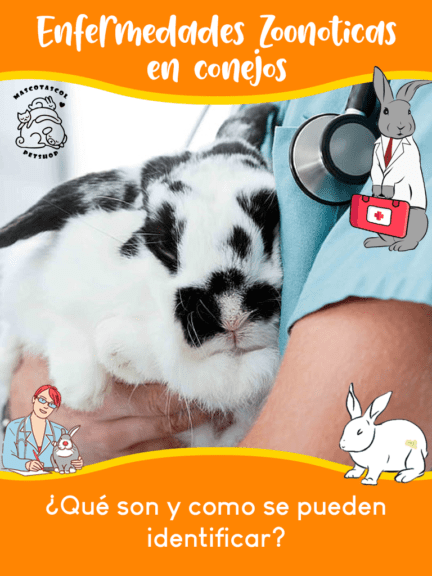 Mascotascol Conejoscol Petshop – Tienda para mascotas Bogotá y todo ...